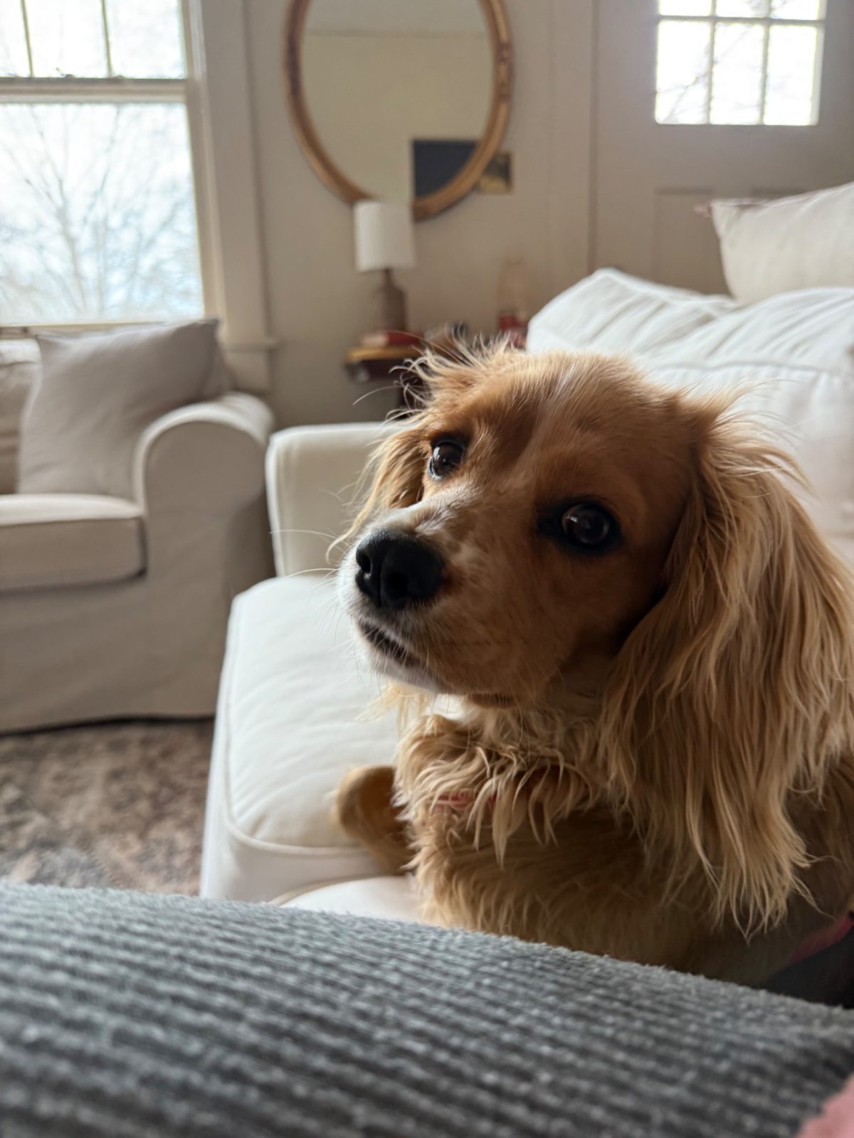 Royal Pooches Companion Dogs - Premier Dog Breeder